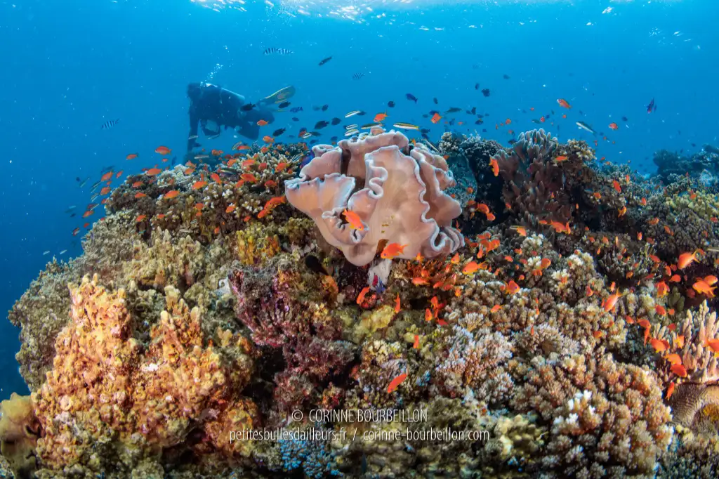 Ring Gold Divers - Fiji's Suncoast - the land of endless summers